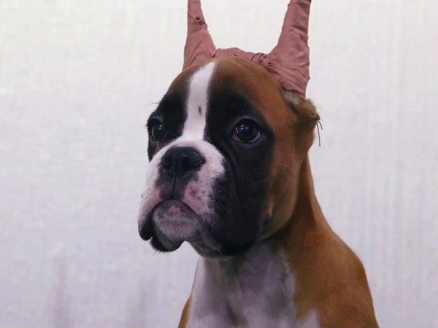 Щенки боксера