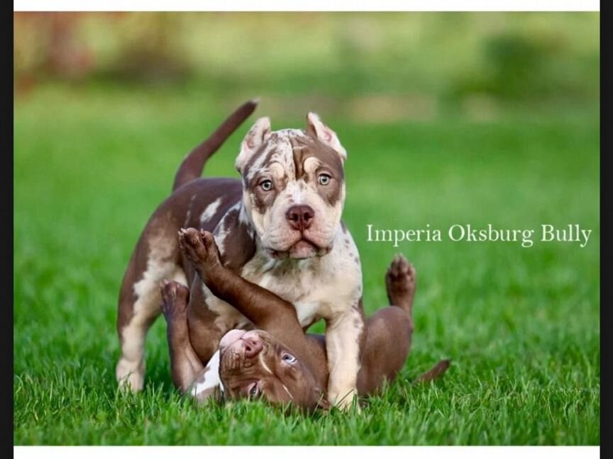 Американский булли покет щенки