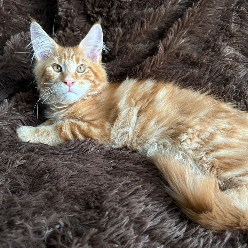 Мейн-кун мальчик