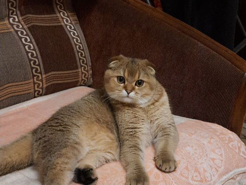 Котята,золотая шиншила