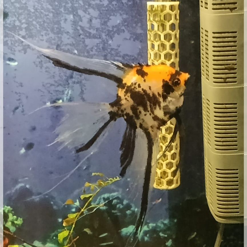 Аквариумные рыбки скалярии, нож,торакатумы