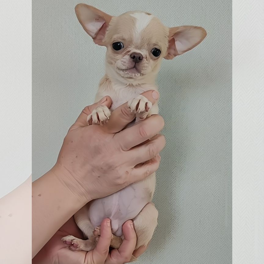 Чихуахуа, щенок