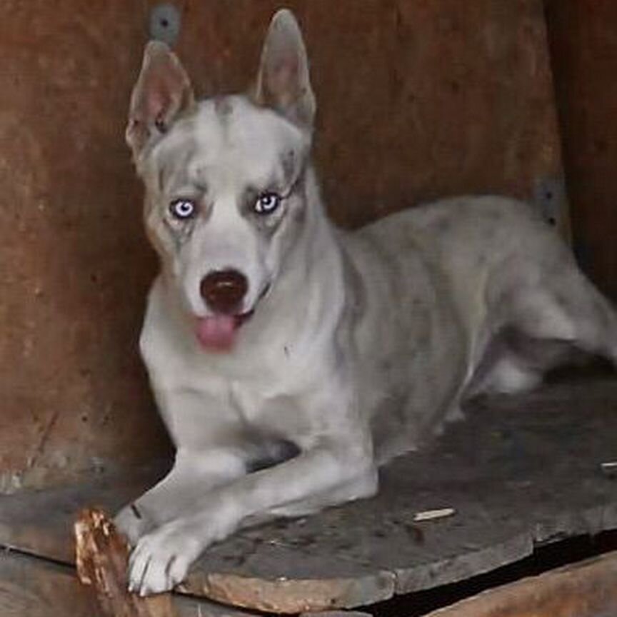 Собаки войны в добрые руки