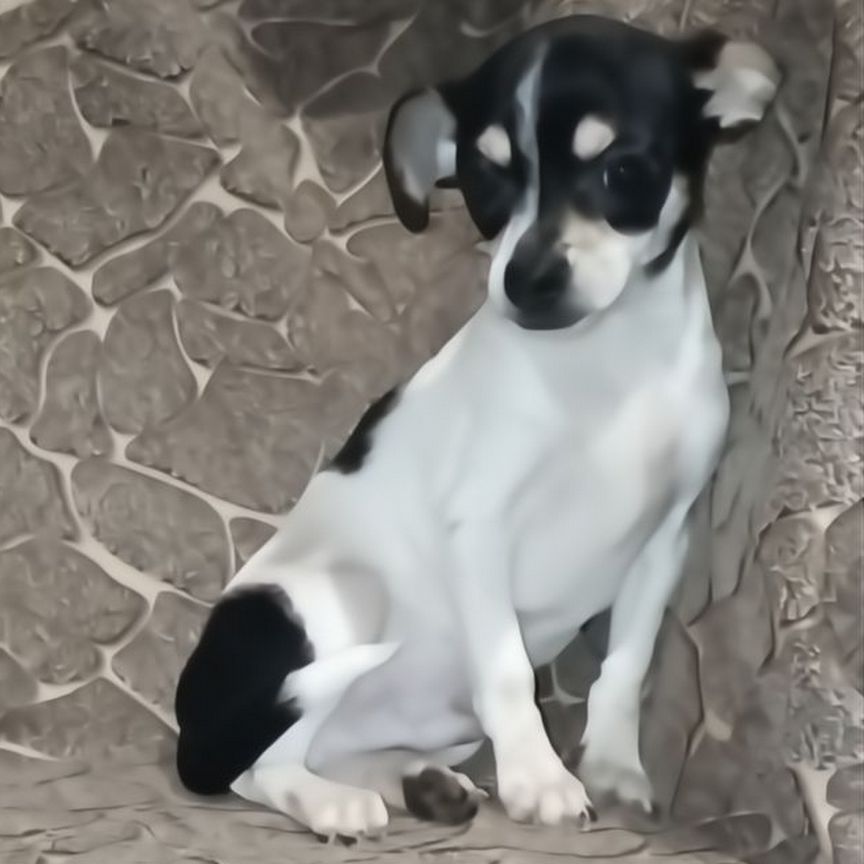 Русский той-терьер, щенок