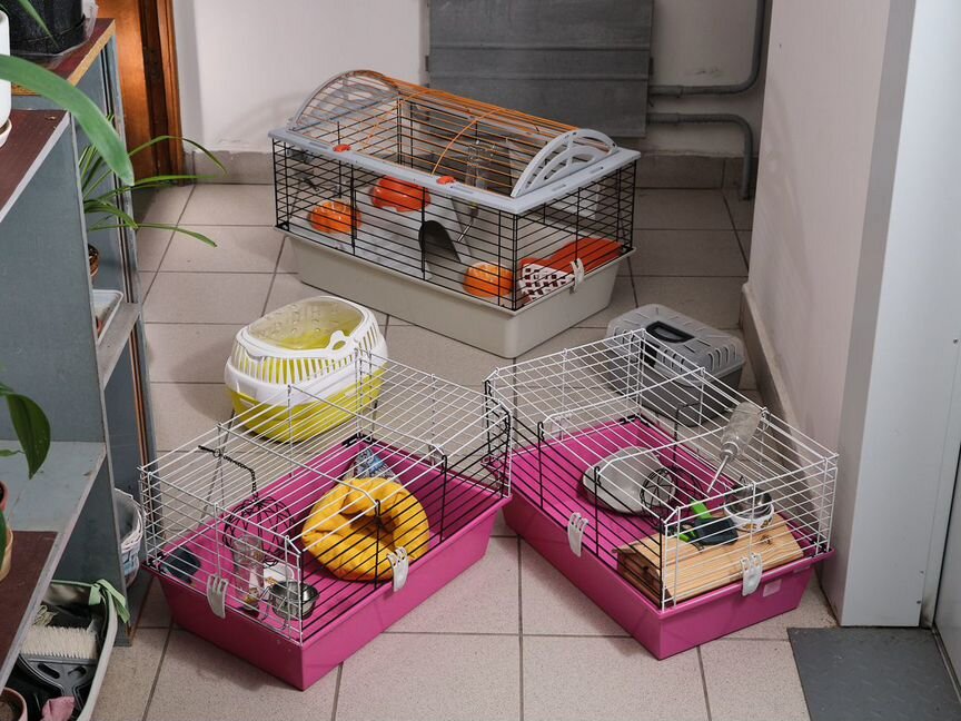 Клетка для карликового кролика морской свинки ежик