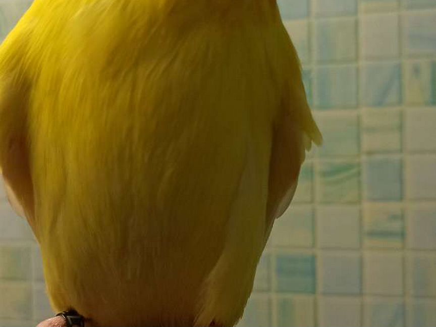 Выставочный Волнистый Попугай Чех