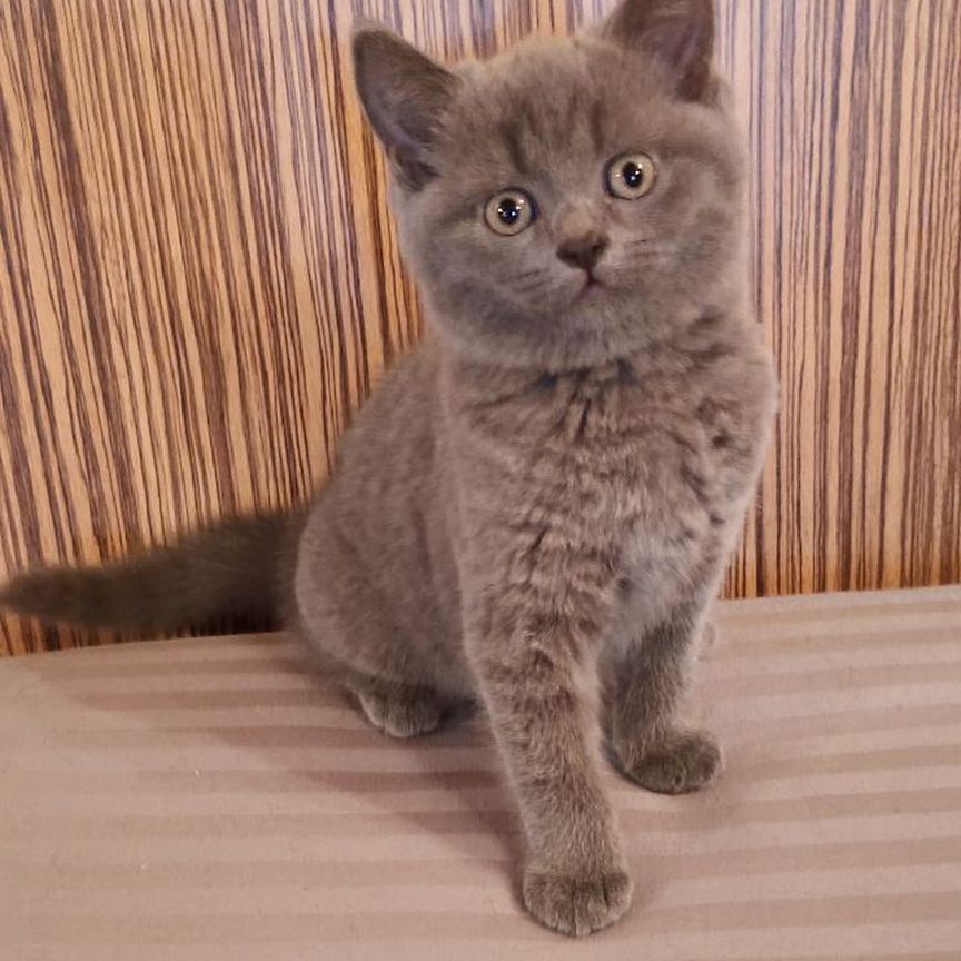 Котята русская голубая