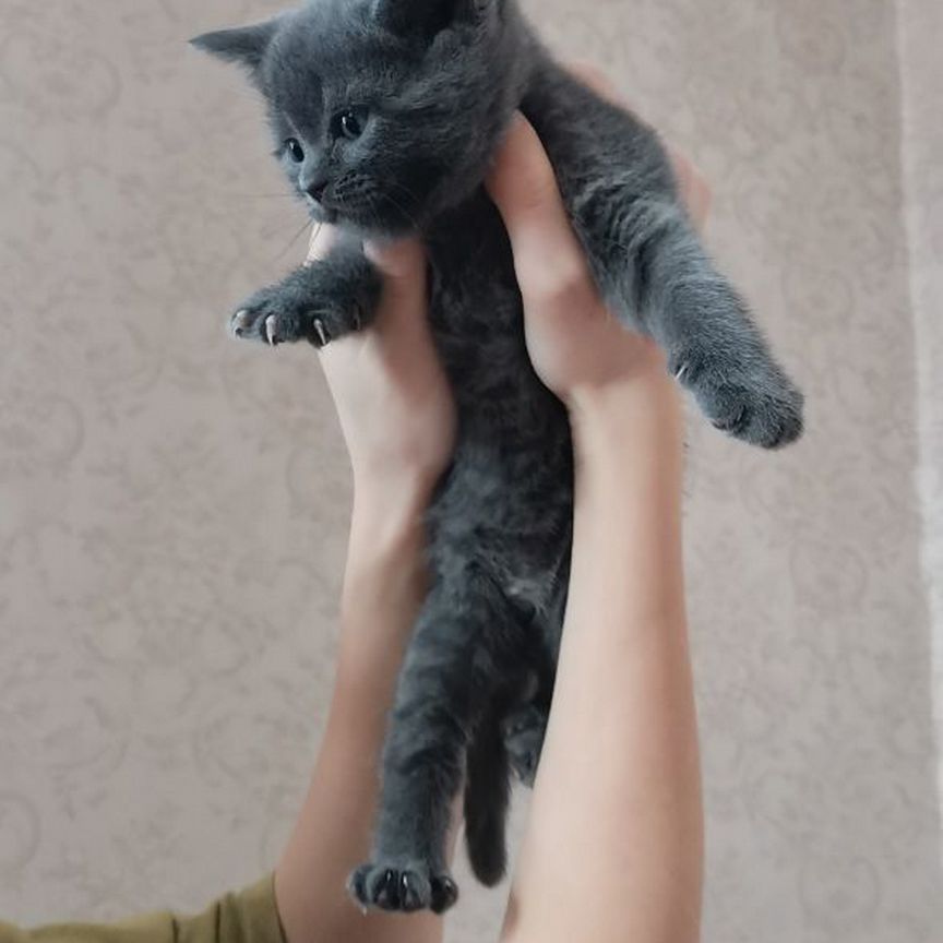 Британская кошечка