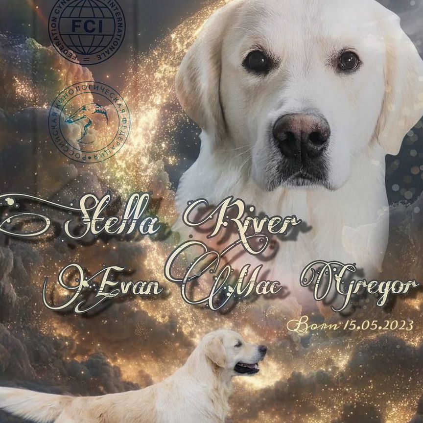 Золотистый ретривер, взрослый пёс