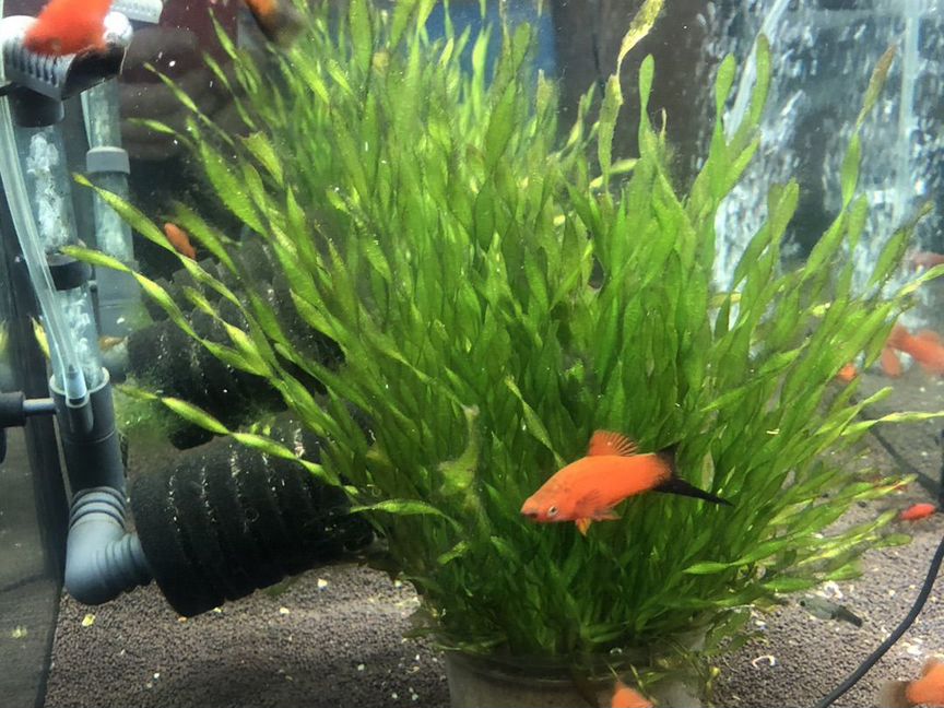 Аквариумное растение