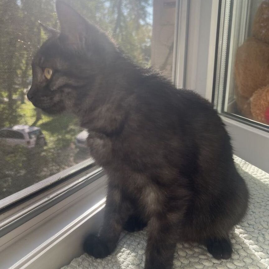 Наиласкущая красота 3 мес