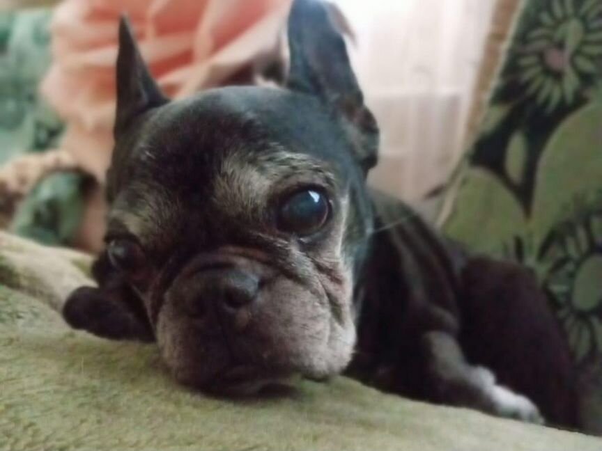 В добрые руки