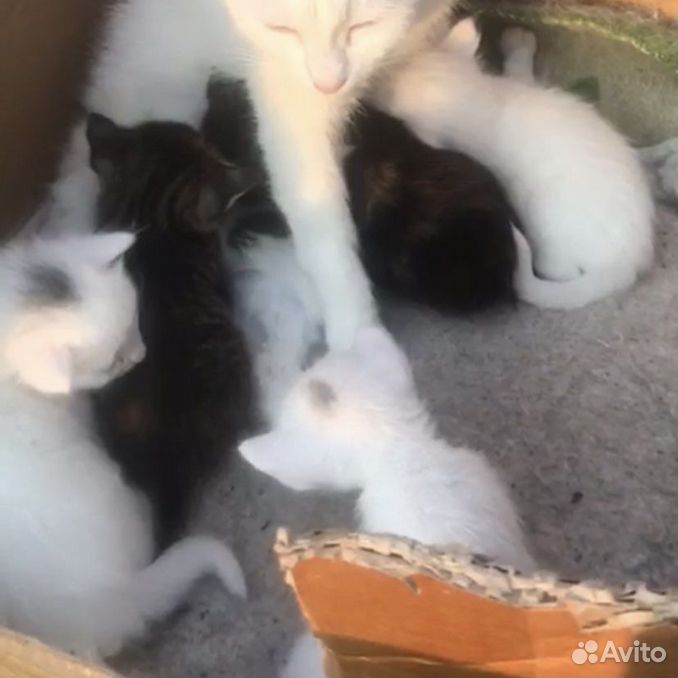 Малыши карандаши