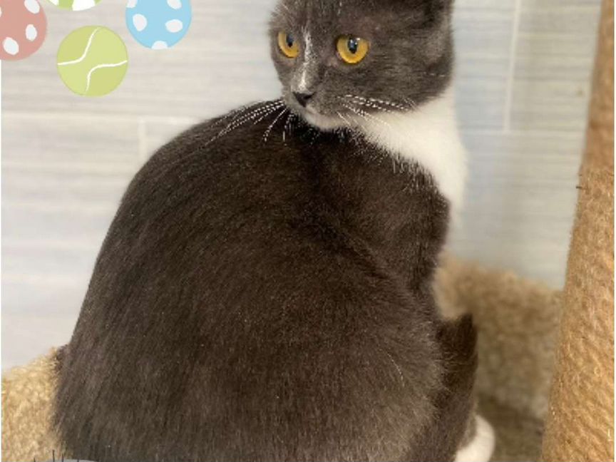 Кошка классная стерилизованная