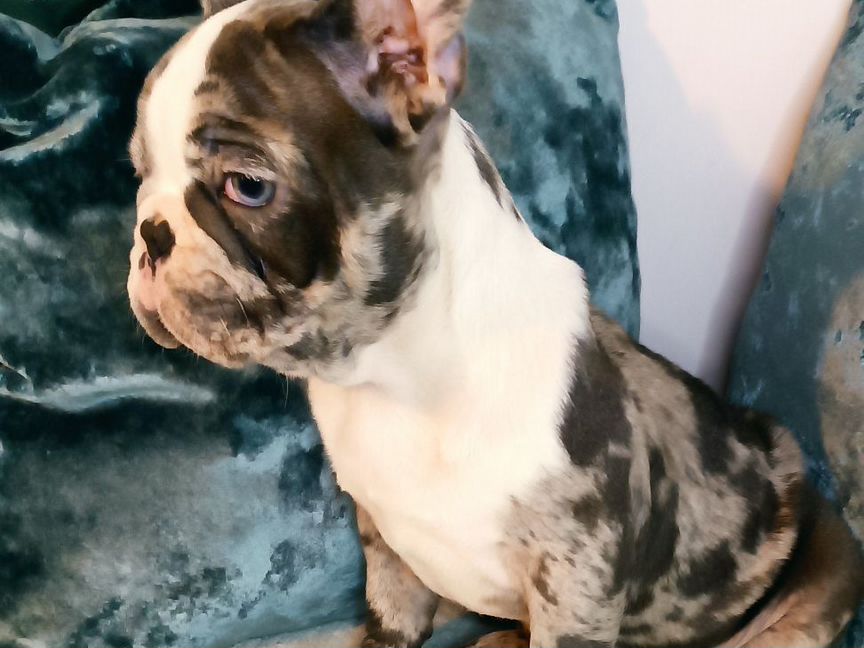 Французский бульдог голубой мерле