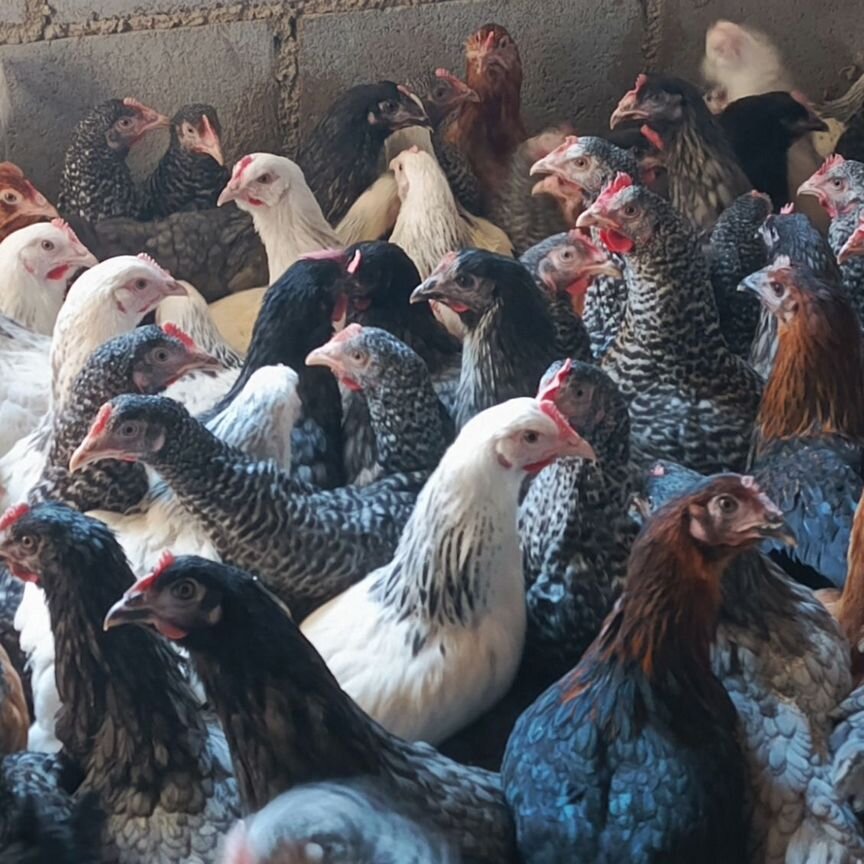 Куры доминанты