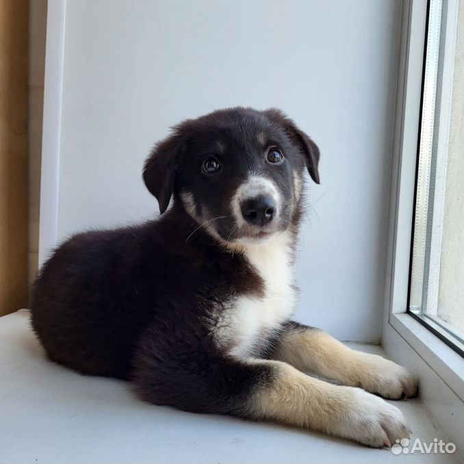 Щенок Черри в добрые руки