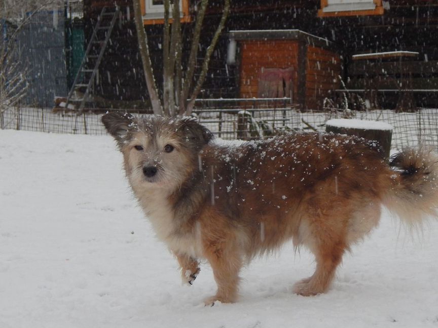 Маленький Фунтик 25 см ищет дом/передержку