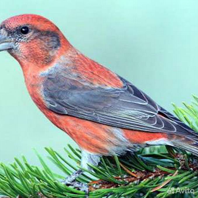 Клёст красный и другие