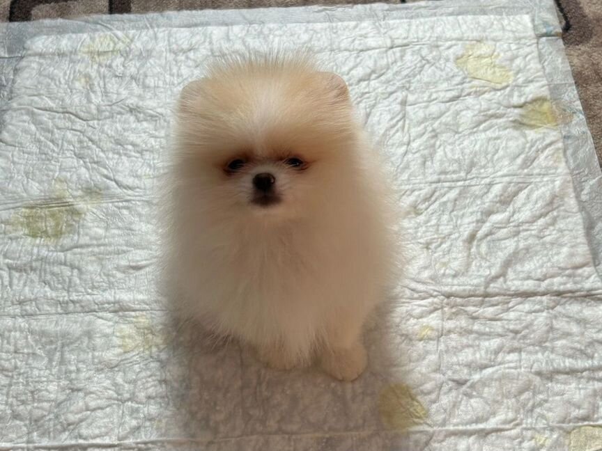 Померанский шпиц мини щенок