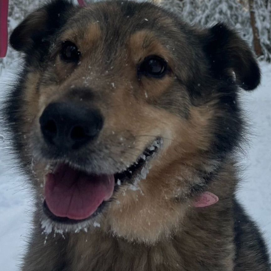 Взрослая собака в добрые руки