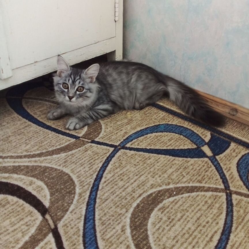 Отдам бесплатно