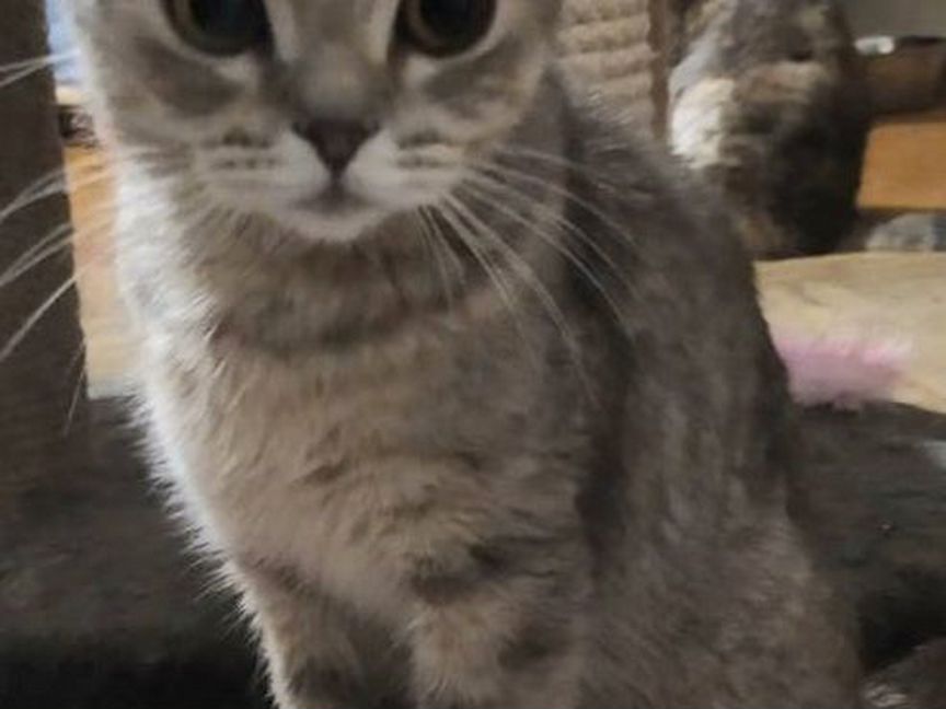 Котенок Шотландская дымчатый окрас