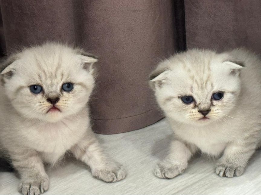 Шотландские вислоухие и прямоухие котята