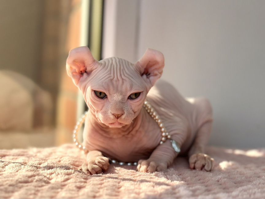 Девочка эльф