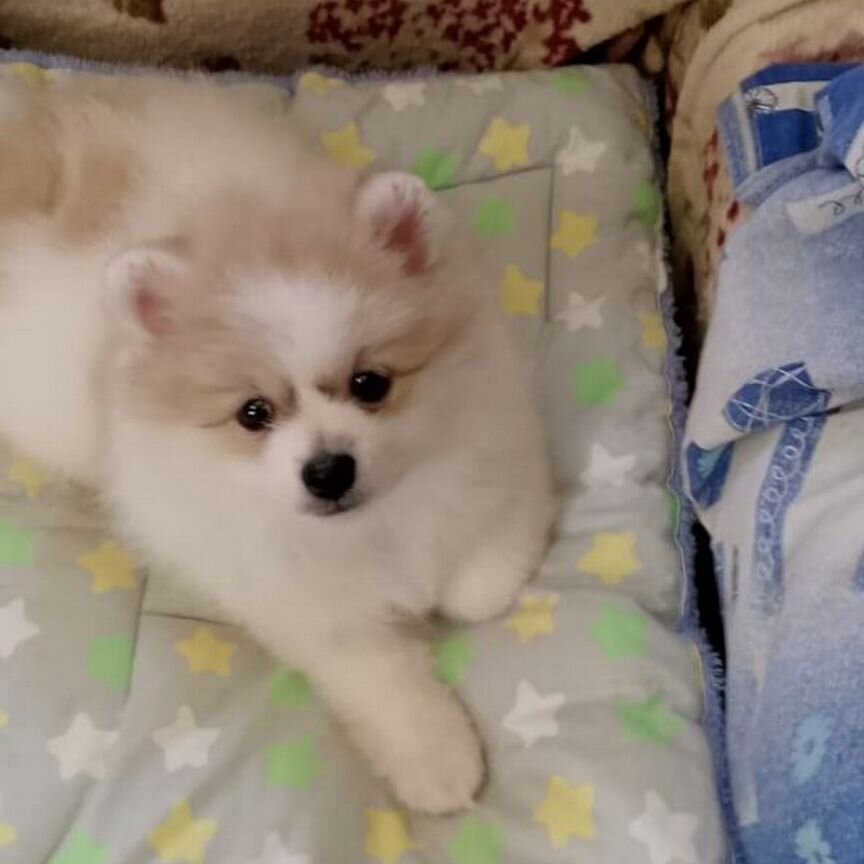 Щенок померанского шпица