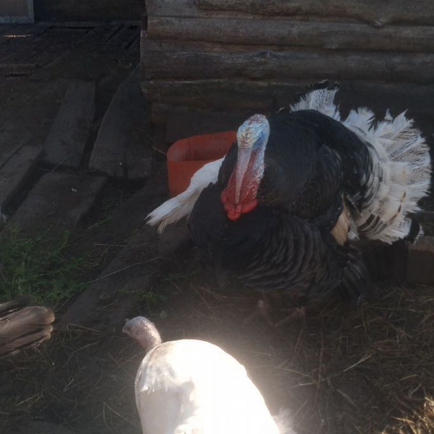 Индюки домашние