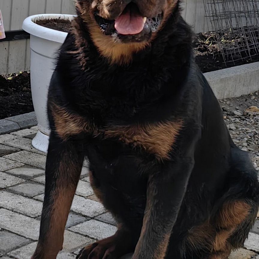 Ротвейлер в добрые руки