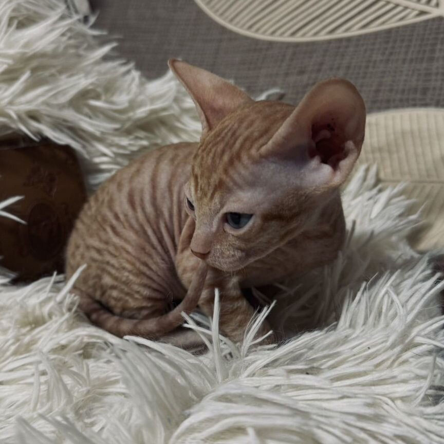 Канадский сфинкс котёнок