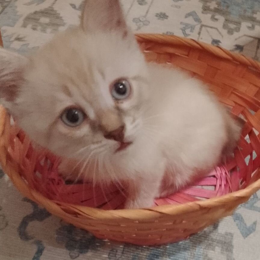 Отдам в добрые руки котика