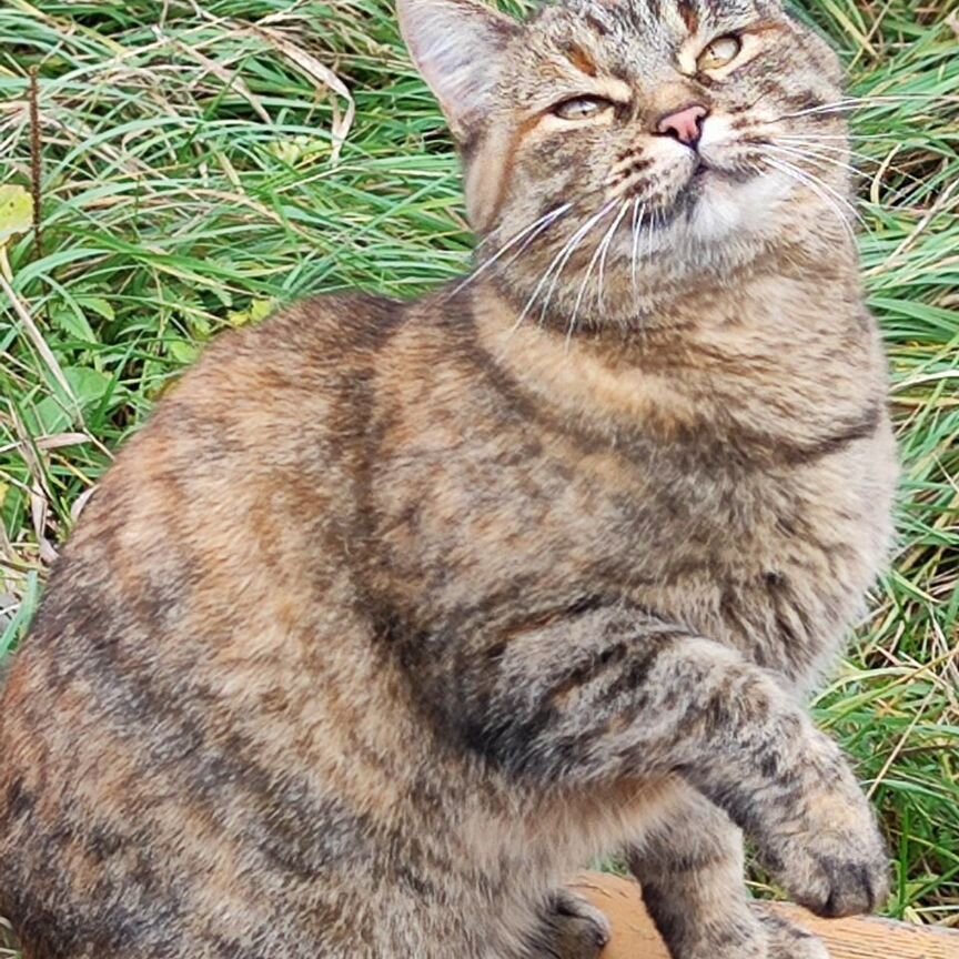 Кошка Машенька