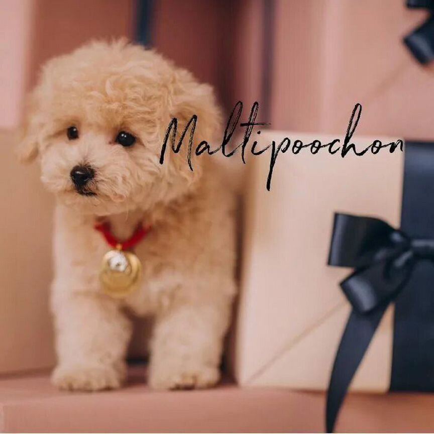 Пушон бишпу