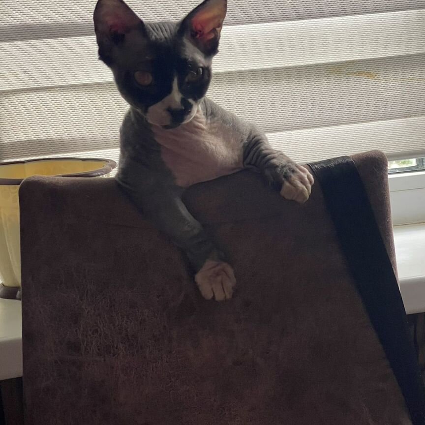 Канадский сфинкс