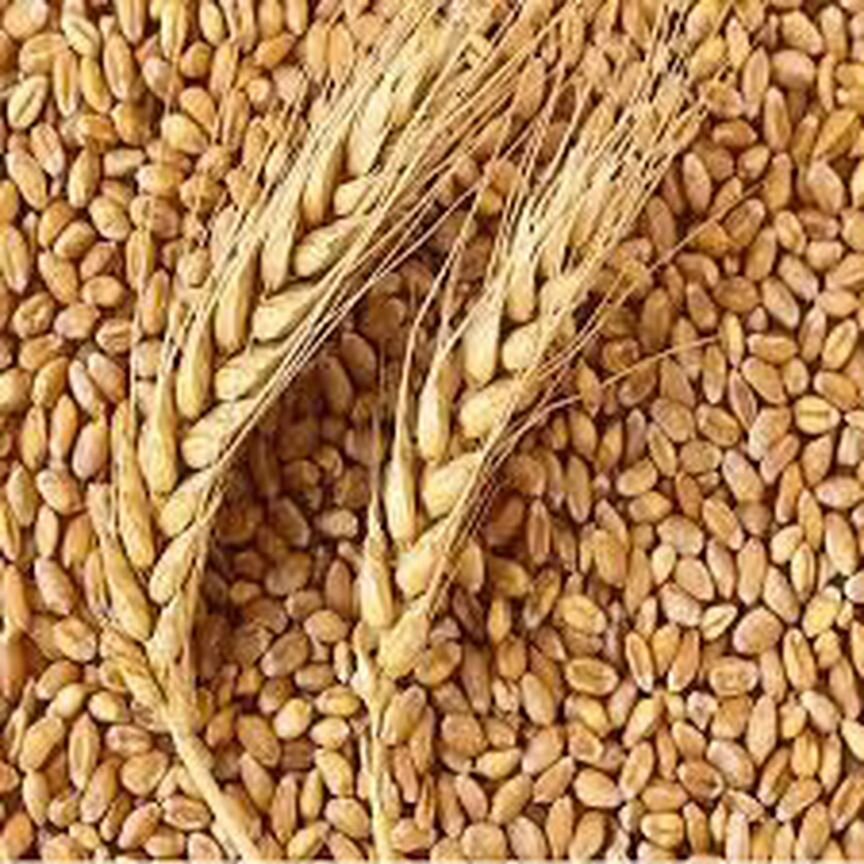 Пшеница