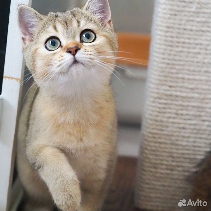 Шотланская прямоухая кошечка