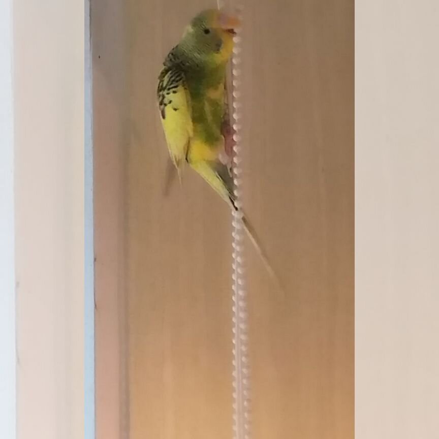 Волнистый попугай