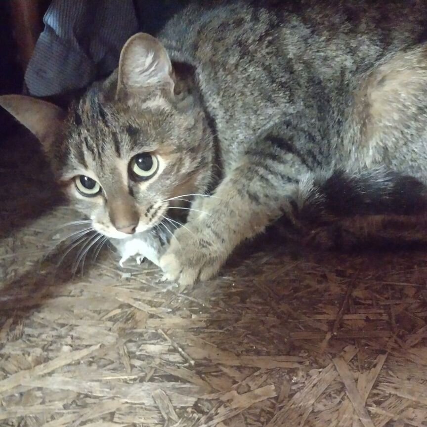 Кошка мышеловка