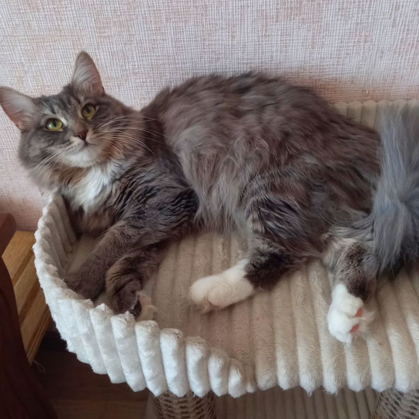 Кошка ищет кота для вязки
