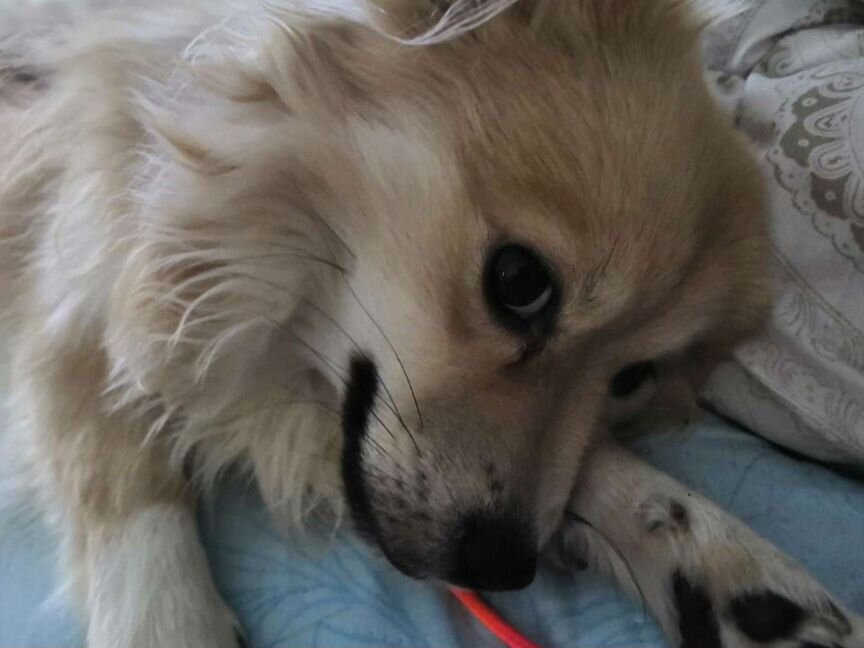 Немецкий шпиц вязка кобель