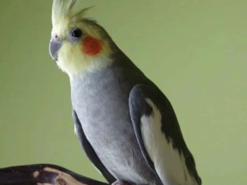 Попугай корелла в пару к самке