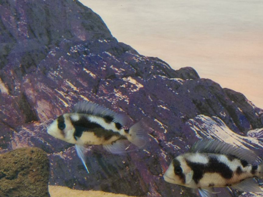 Фронтоза "Чёрная вдова"