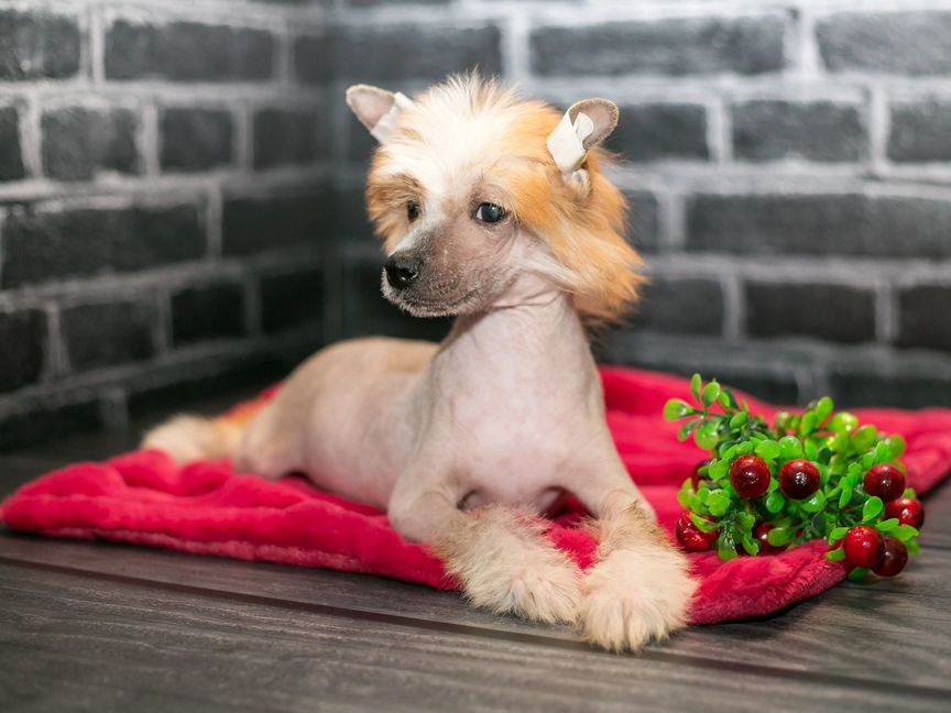 Китайский мальчик Ерофей