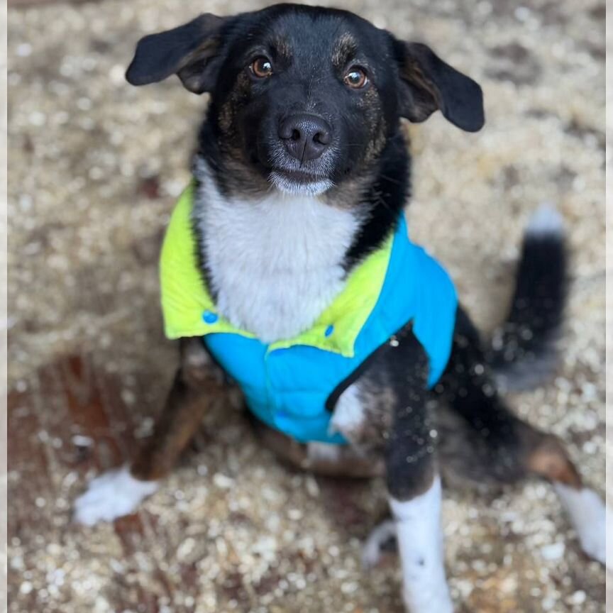 Щенок в добрые руки