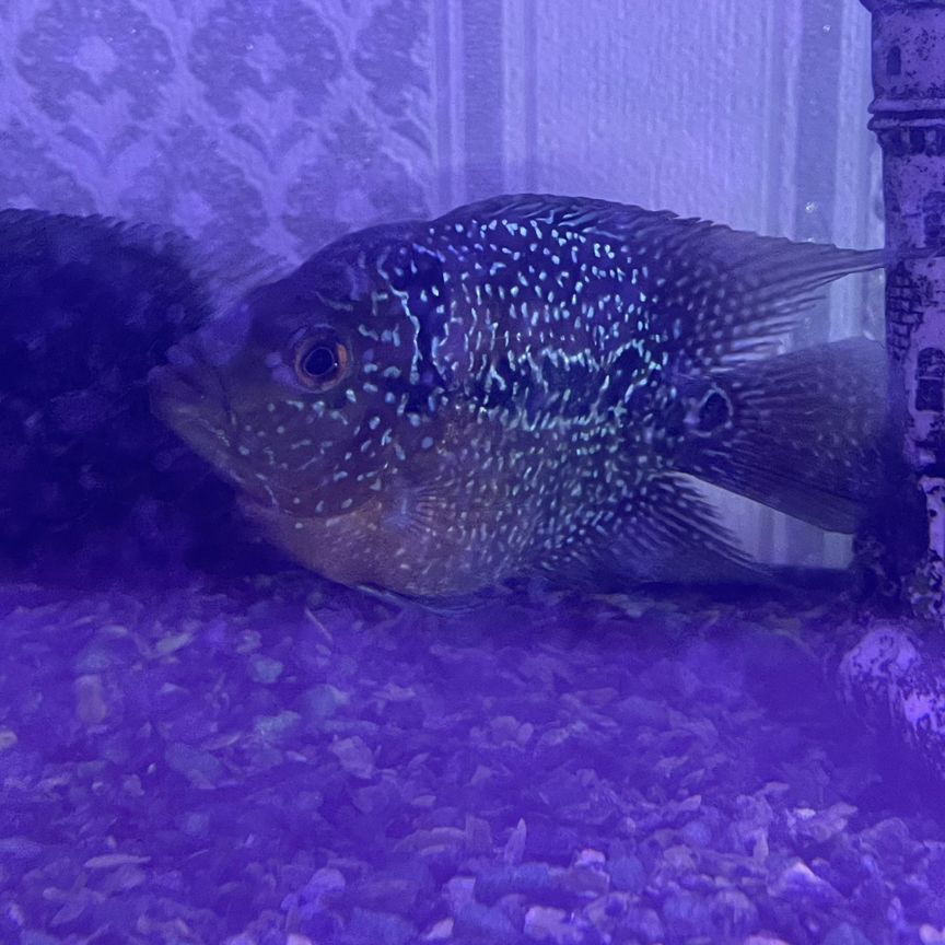 Фловер хорн самка