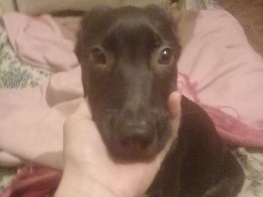 Собака в добрые руки щенок