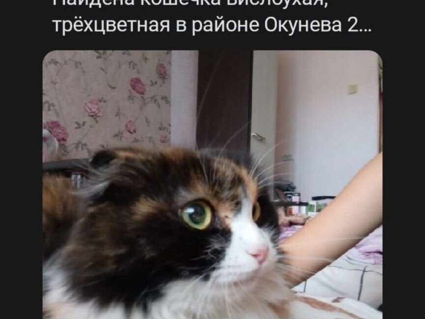 Кошка трёхцветная вислоухая